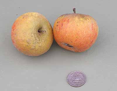 Court of Wick apple on whatamieating.com